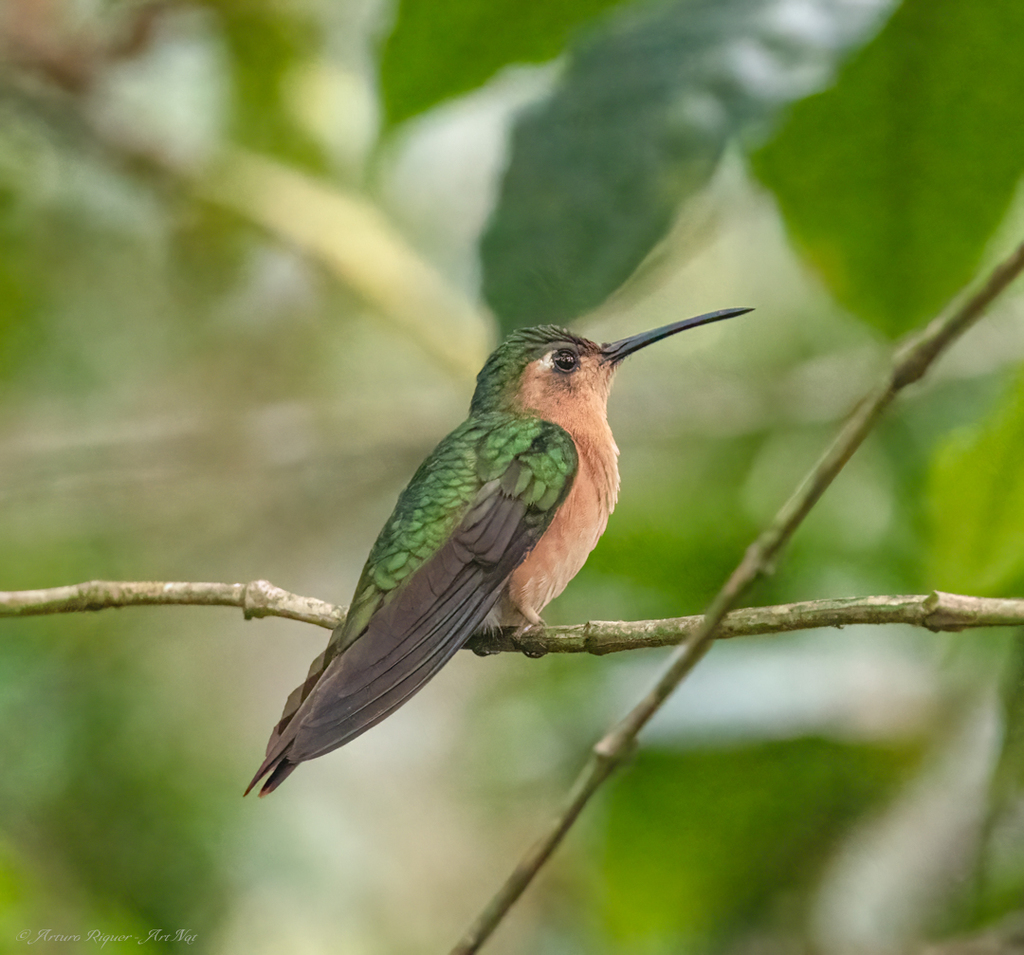 Rufous Sabrewing from 30893 Benito Juárez, Chis., México on March 09 ...