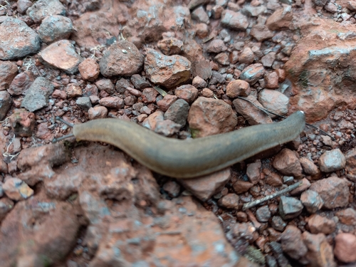 Genus Simrothula · iNaturalist