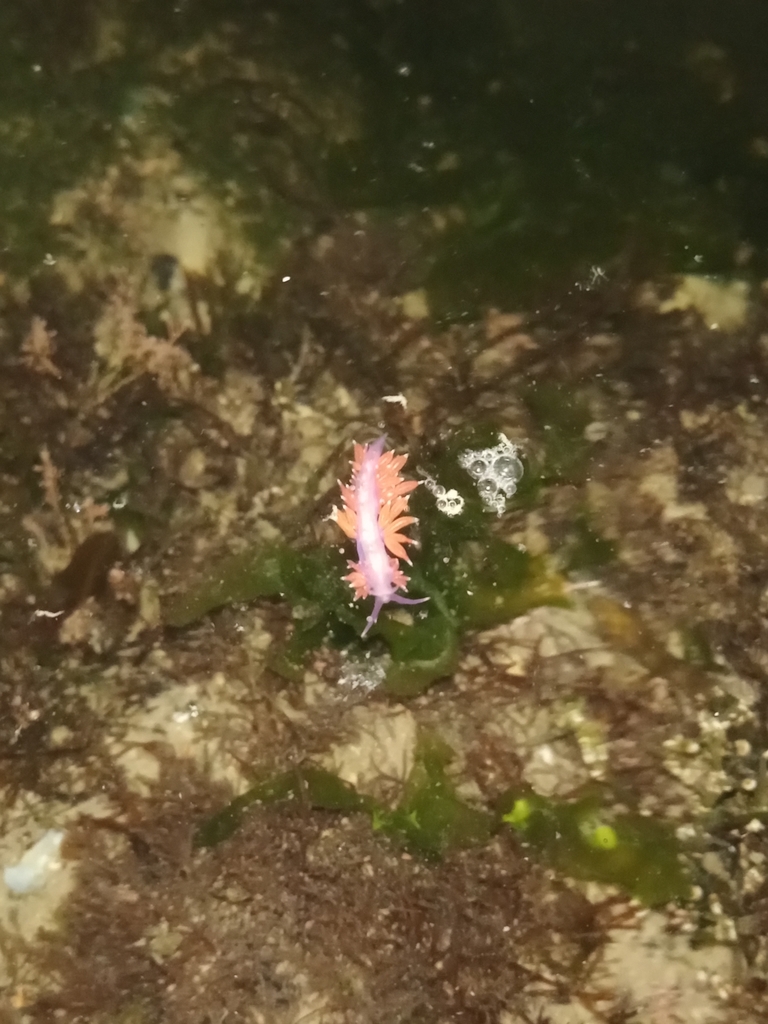 Pink Coryphella from Unnamed Road,60123, 60123 Ancona AN, Italy on ...