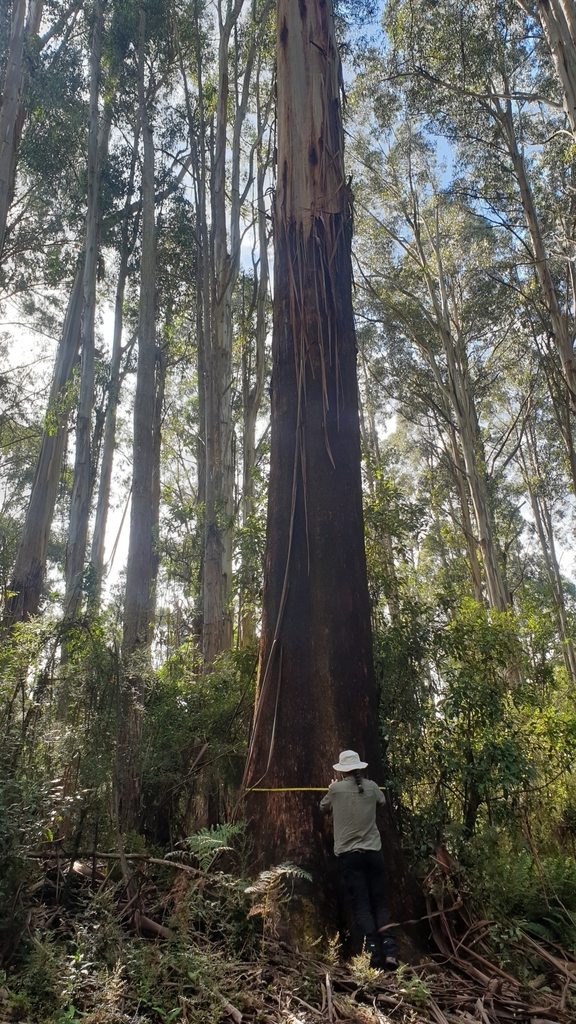 Australian Mountain Ash from Baw Baw VIC 3833, Australia on March 17 ...