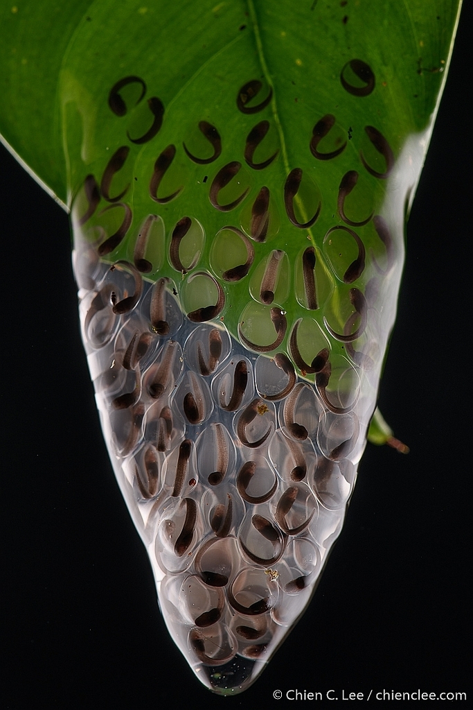 Granular Glass Frog from Limón Province, Costa Rica on January 1, 2022 ...