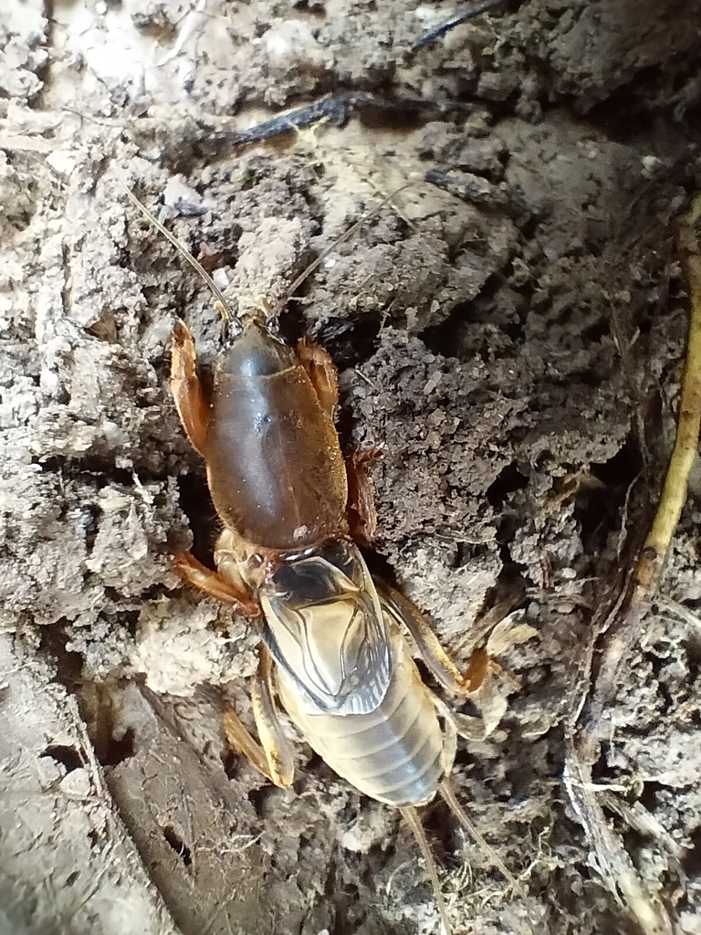 Southern Mole Cricket from Barjarg VIC 3723, Australia on March 17 ...