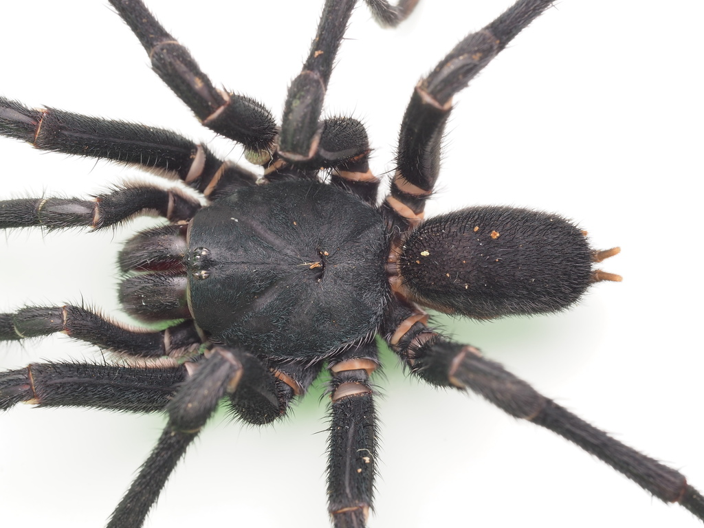 Red-jawed Bearded Wishbone Spider from North Maleny QLD 4552, Australia ...