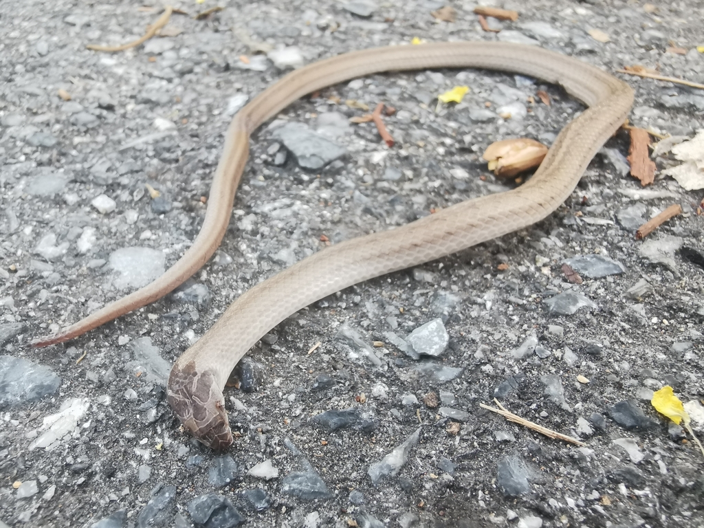 Khorat Kukri Snake from Sakaerat Environmental Research Station on ...