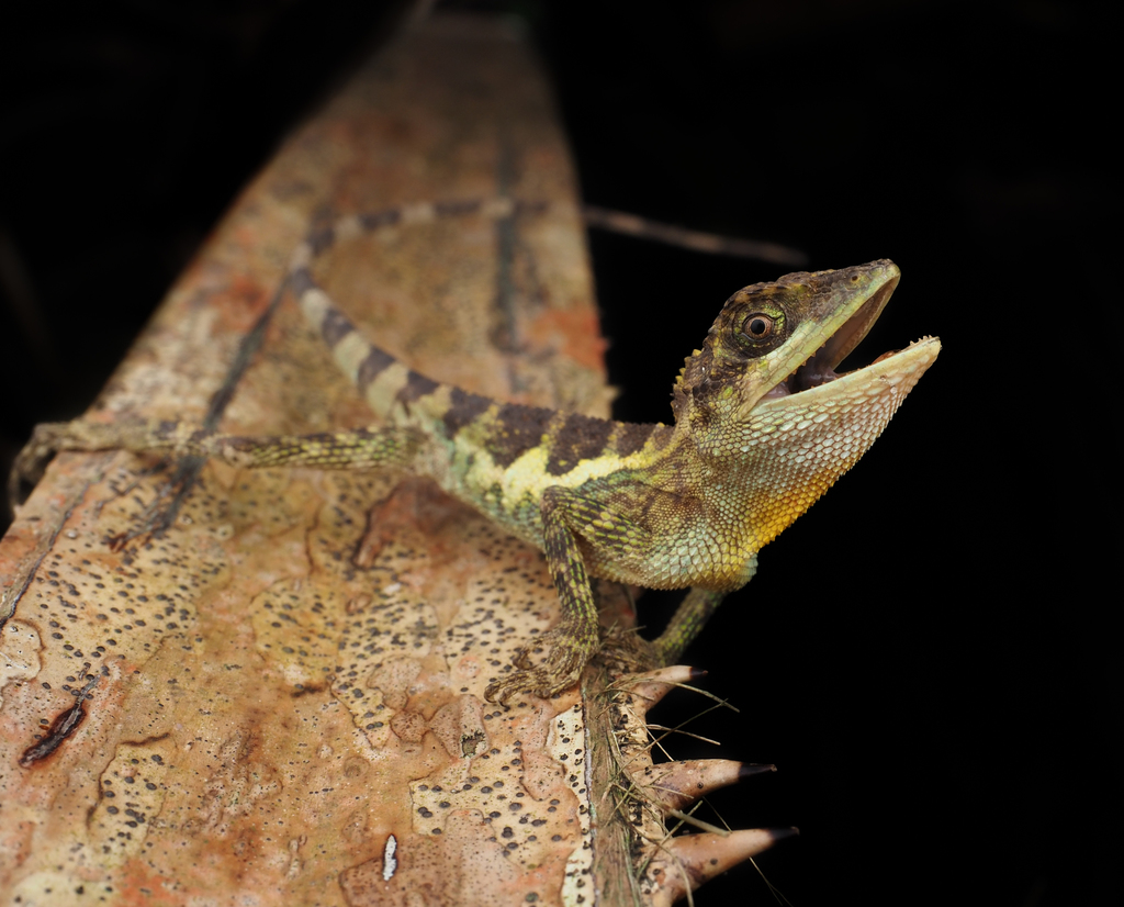Diploderma polygonatum donan in March 2022 by 冬 · iNaturalist