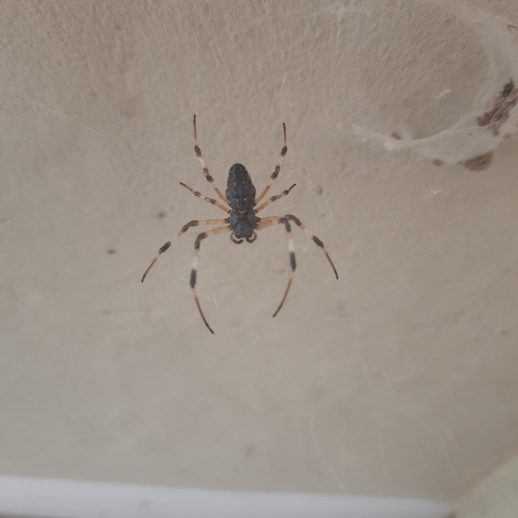 African Hermit Spider from ESALQ/USP on March 17, 2022 at 11:04 AM by ...