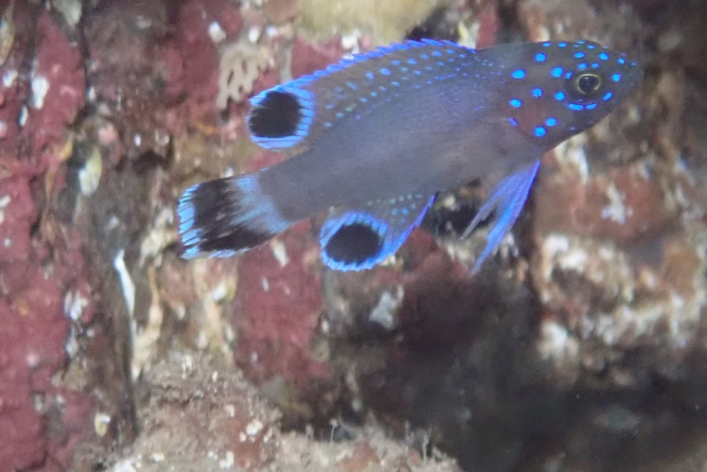 Southern Blue Devil from Second Valley SA 5204, Australia on March 15 ...