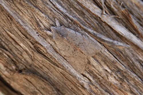 Sección Lithophane gausapata · iNaturalist Mexico