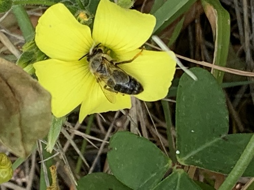 Crete Honey bee (Subspecies Apis mellifera adami) · iNaturalist United ...