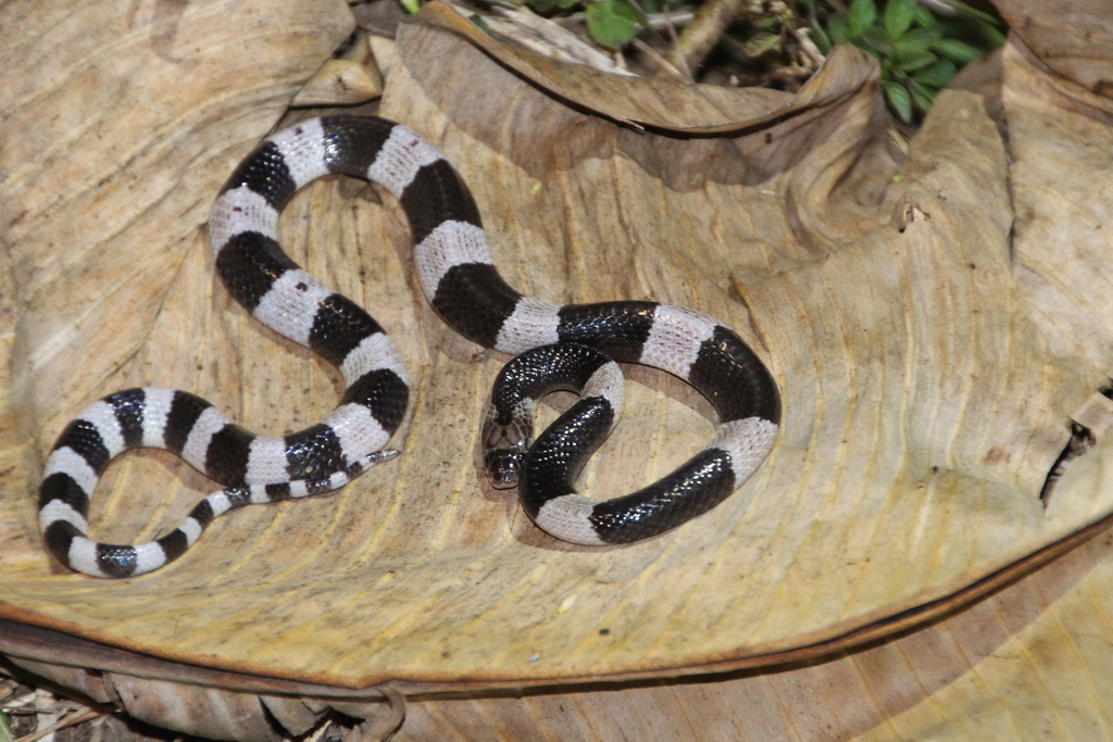 Malayan Krait in May 2019 by ericwachtel · iNaturalist