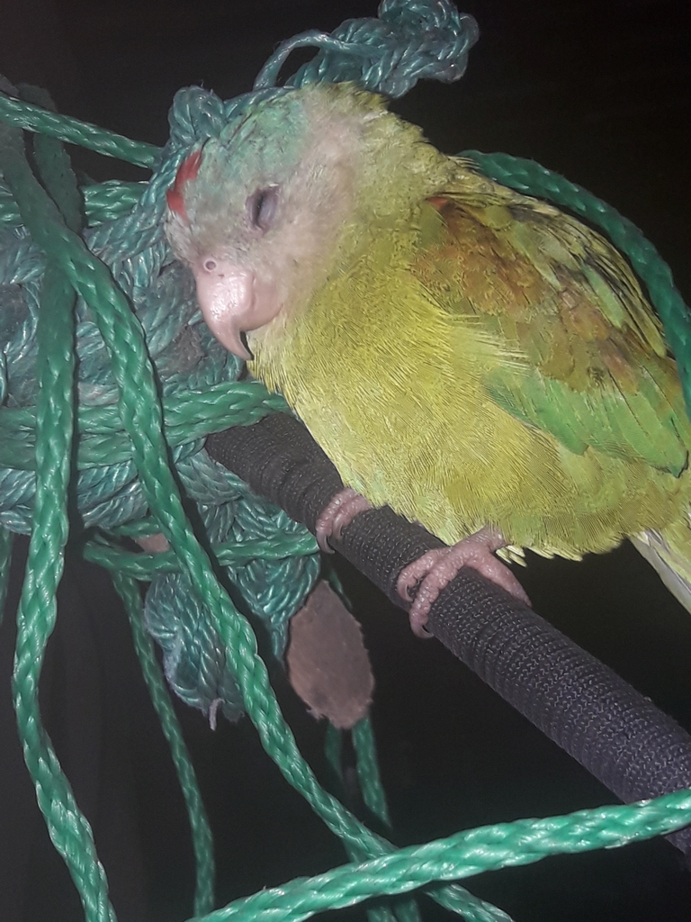 Gray-cheeked Parakeet in May 2018 by Martha Avecillas. Que es es loro o ...