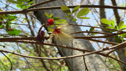 Variety Calliandra houstoniana acapulcensis · iNaturalist