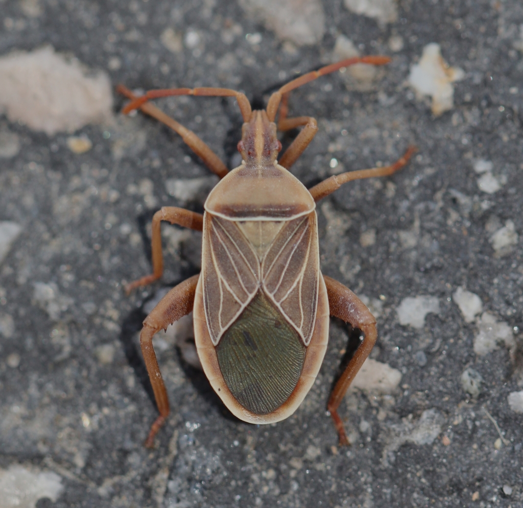 Cactus Coreid Bug from Riverside County, CA, USA on March 15, 2022 at ...