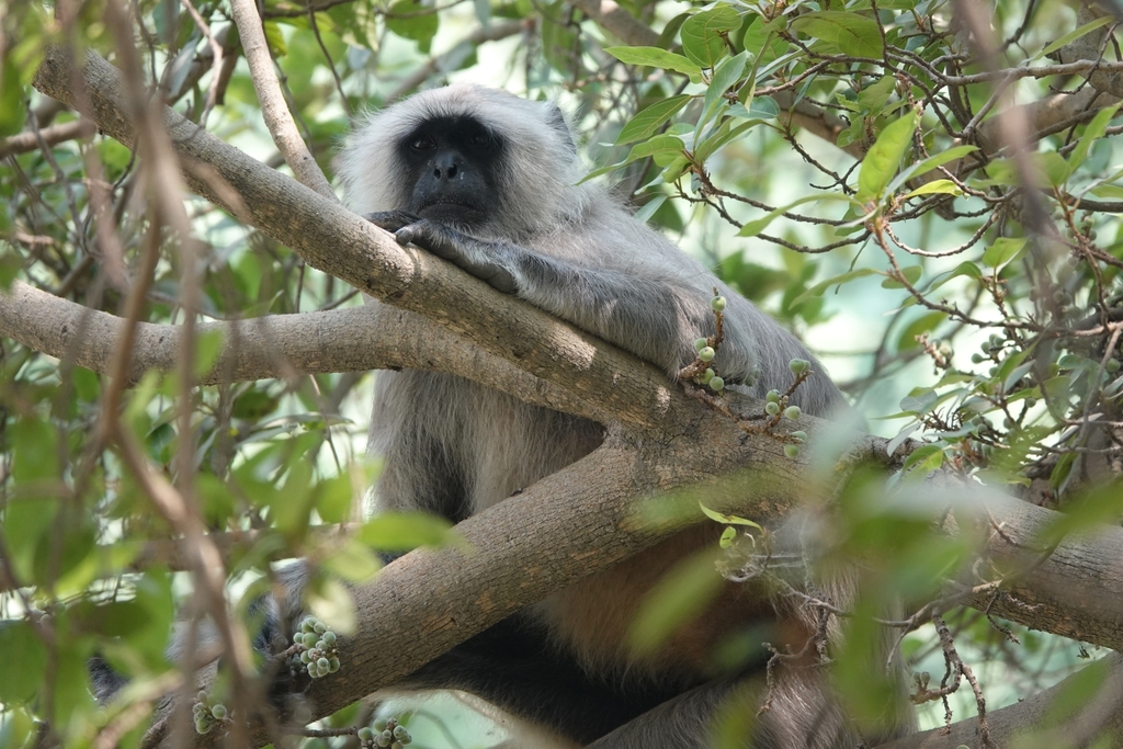 Himalayan Gray Langur from Harish-Chandra Research Institute on March ...