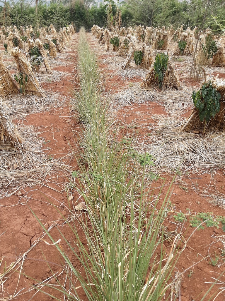 Vetiver from Babo on March 17, 2022 at 10:12 AM by lata hailu. vetiver ...