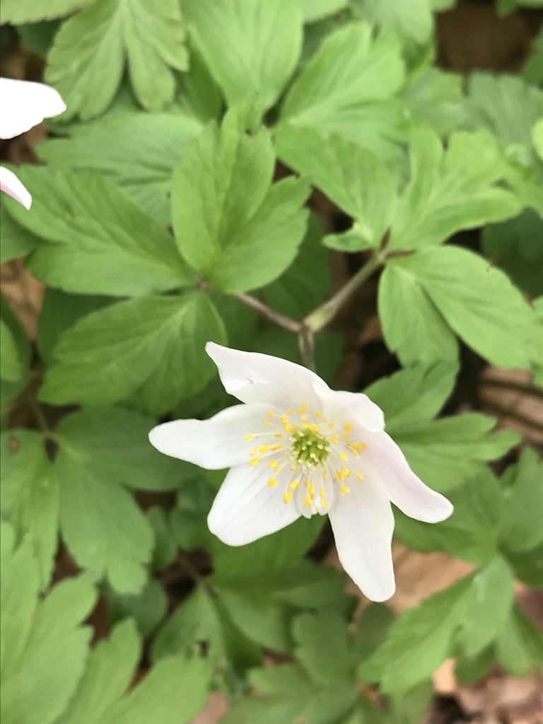 wood anemone from Hunderup Skov, Odense S, Syddanmark, DK on April 26 ...