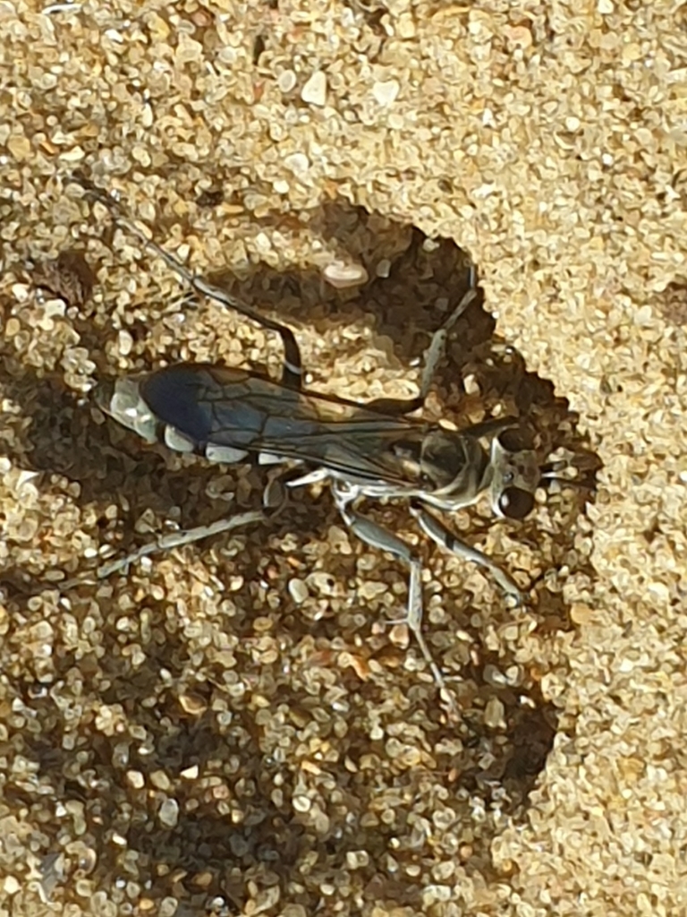 Pompilus cadmius from Bayhead, Durban, South Africa on March 18, 2022 ...