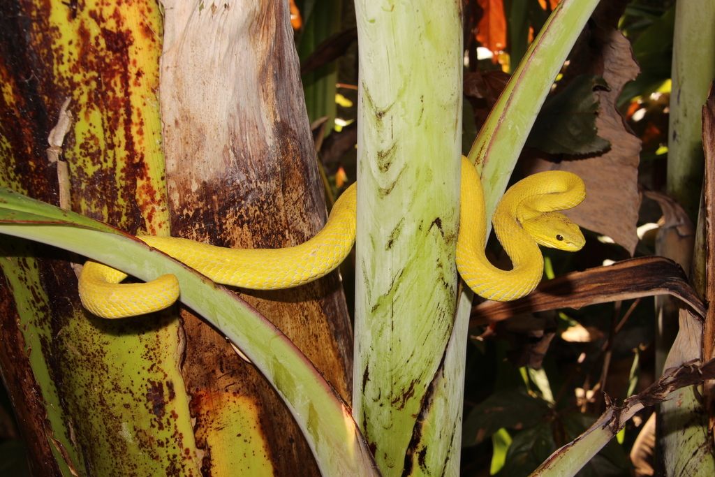 White-lipped Island Pitviper in May 2019 by ericwachtel · iNaturalist