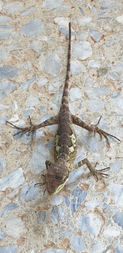 Diploderma polygonatum xanthostomum in March 2022 by 呂秋虹 · iNaturalist