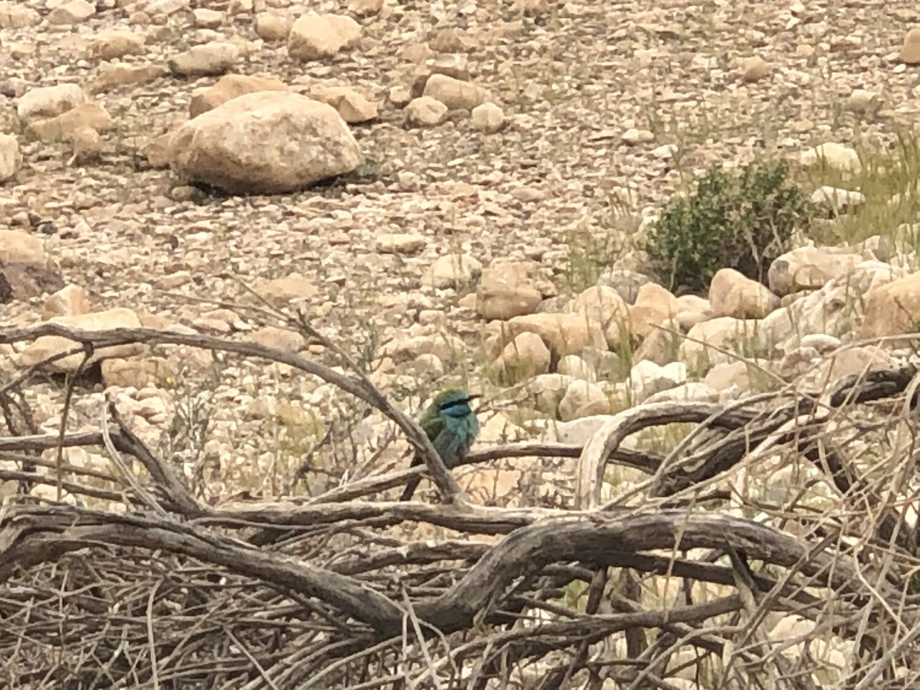 Arabian Green Bee-eater from Jerusalem, PS-WE, PS on March 18, 2022 at ...