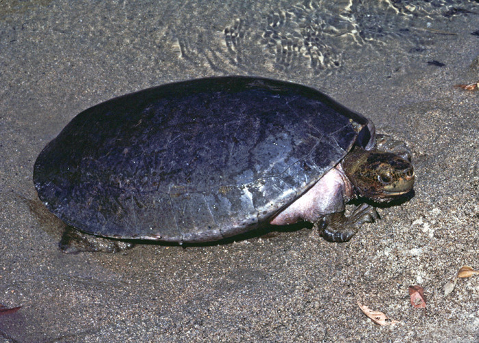 Central American River Turtle in May 1985 by Paul Freed. This turtle ...