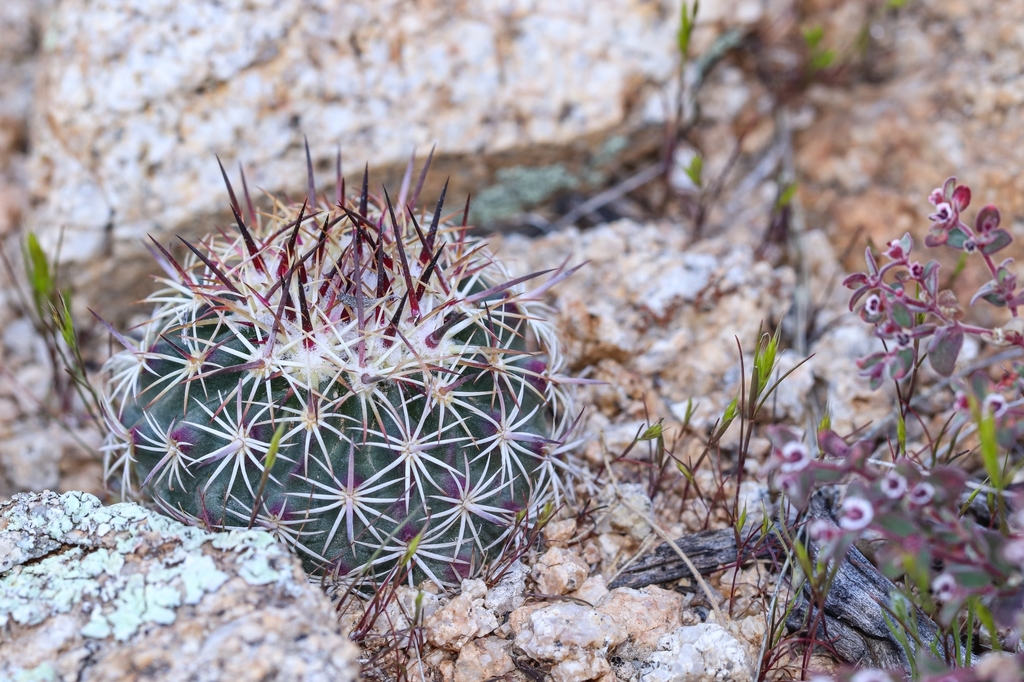 Acuña Cactus in March 2022 by thamnelegans24. Found in known habitat ...