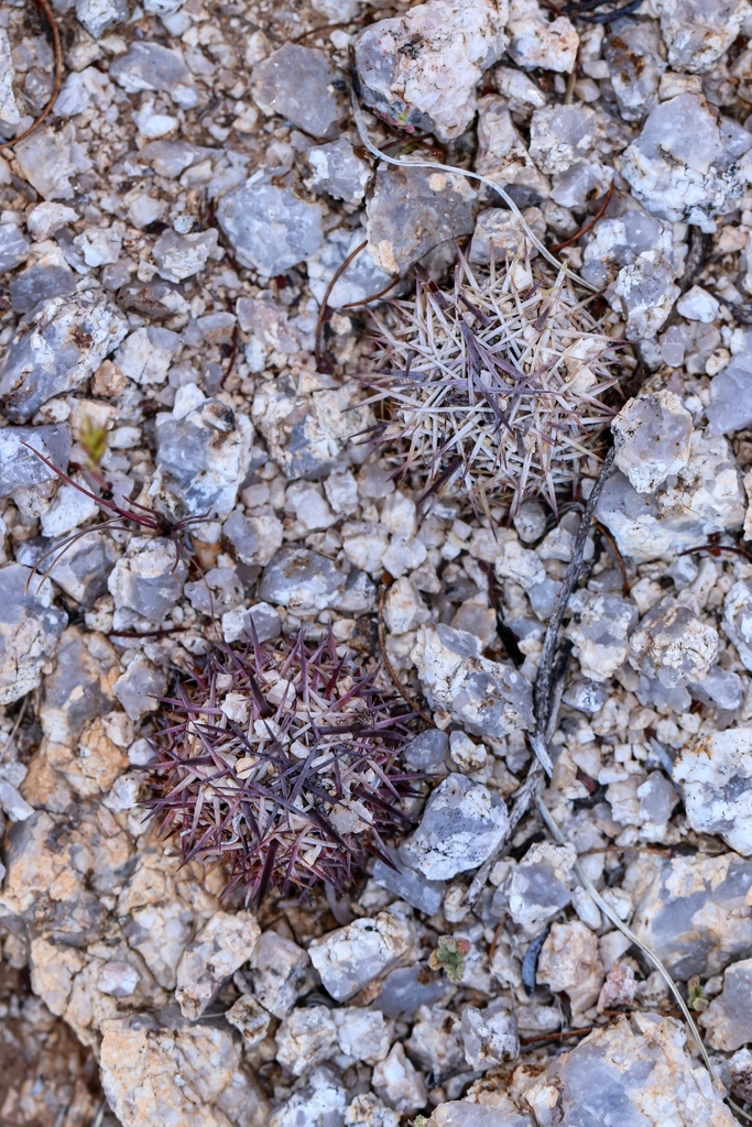 Acuña Cactus in March 2022 by thamnelegans24. Found in known habitat ...