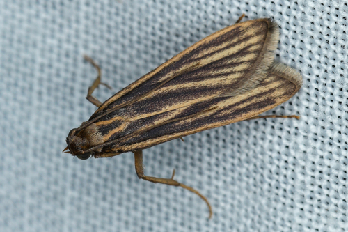 Cryptoses choloepi · NaturaLista Colombia