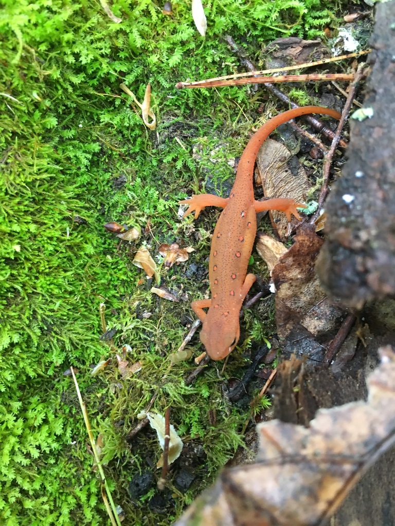 Red-spotted Newt from 1125 North Rd, Gilbertville, MA, US on May 20 ...