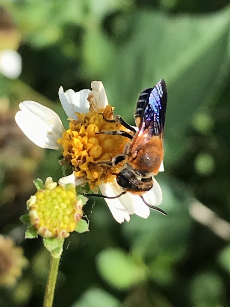 Shadow-winged Resin Bee from Homestead, FL, US on March 18, 2022 at 09: ...