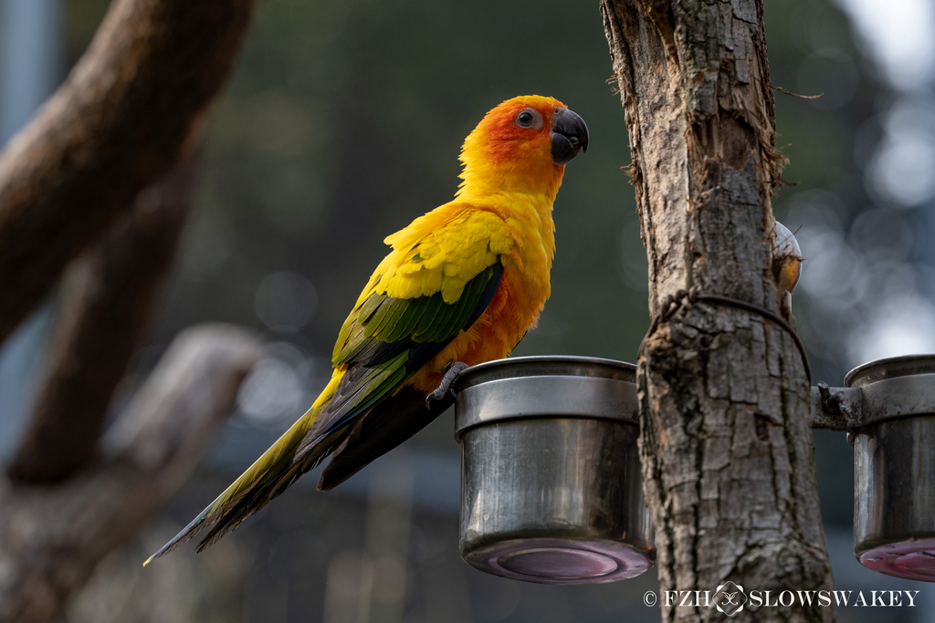 Sun Parakeet in January 2022 by Winsten Slowswakey · iNaturalist