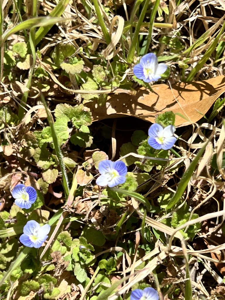 bird's-eye speedwell in March 2022 by Annaliese Martin · iNaturalist