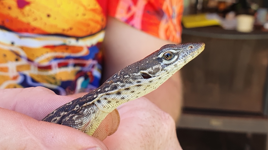 Banded Tree Monitor from New Mapoon QLD 4876, Australia on March 19 ...