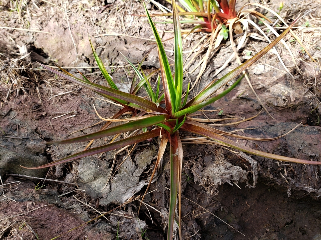 Flat-leaved Rush in March 2022 by Thomas Strain · iNaturalist