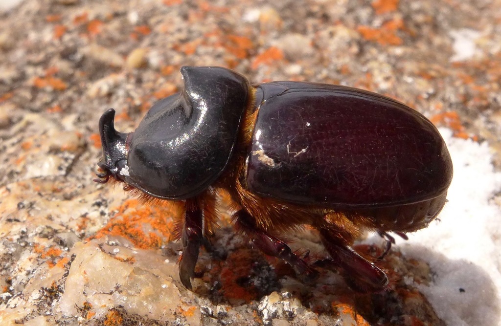 Pimelopus nothus from Bettys Beach, Western Australia 6328, Australia ...