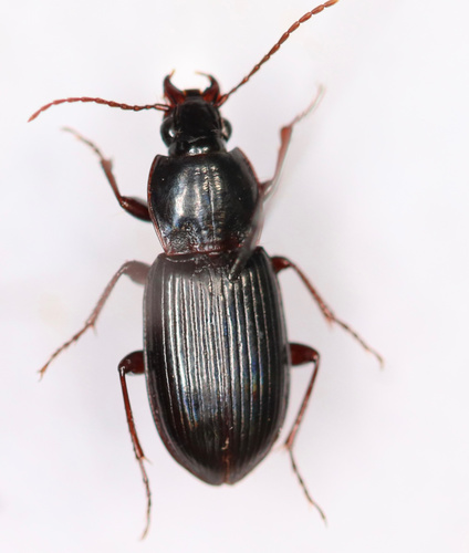 Pterostichus microcephalus · iNaturalist