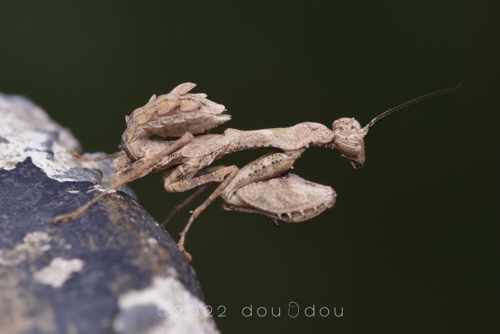 Acromantis magna from 中国安徽省黄山市徽州区 on October 2, 2021 at 01:59 PM by Fan ...