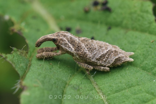 Gasteroclisus klapperichi · iNaturalist