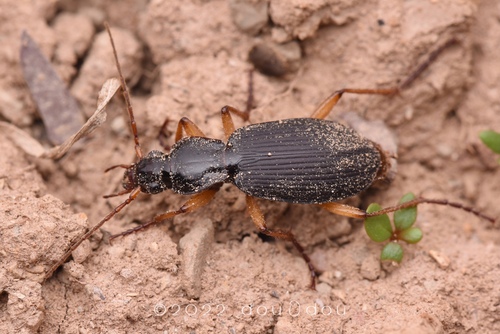 Dolichus davidis · iNaturalist