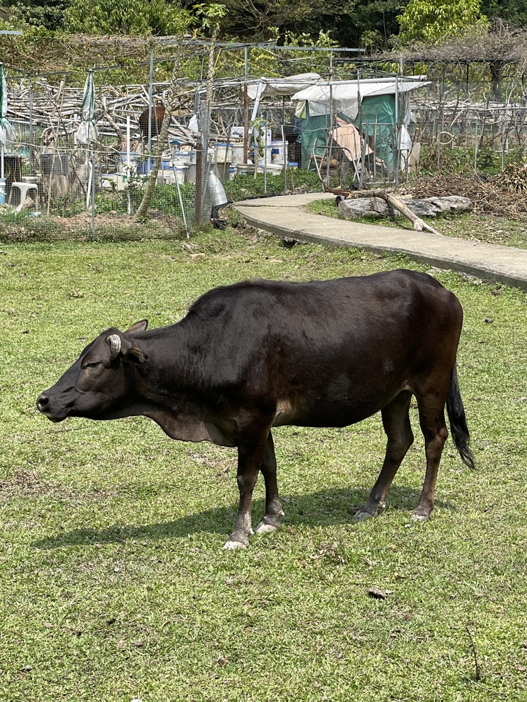 Cattle from Tai Lam Country Park, Sham Tseng, New Territories, HK on ...