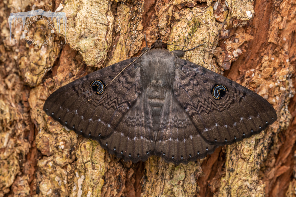Northern wattle moth from Tiritiri Matangi Island, Auckland, New ...