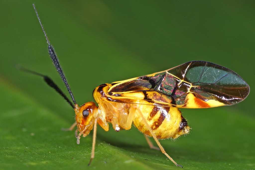 Thyrsopsocus bellus from Provinz Puntarenas, Costa Rica on February 16 ...