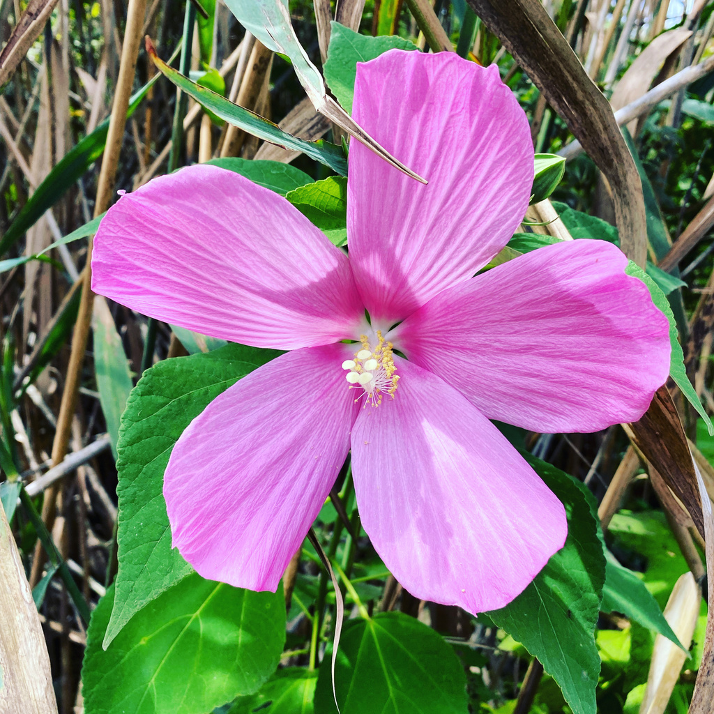 swamp rose mallow from Fire Island, West Sayville, NY, US on August 16 ...