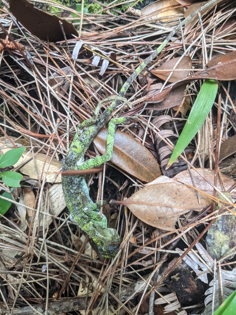 Diploderma polygonatum polygonatum in March 2022 by dobbby · iNaturalist