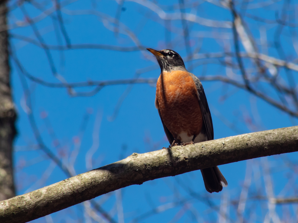 American Robin from Anne Arundel County, MD, USA on March 14, 2022 at ...