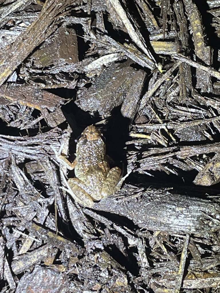 Greenhouse Frog from Colony Dr, Naples, FL, US on March 19, 2022 at 05: ...