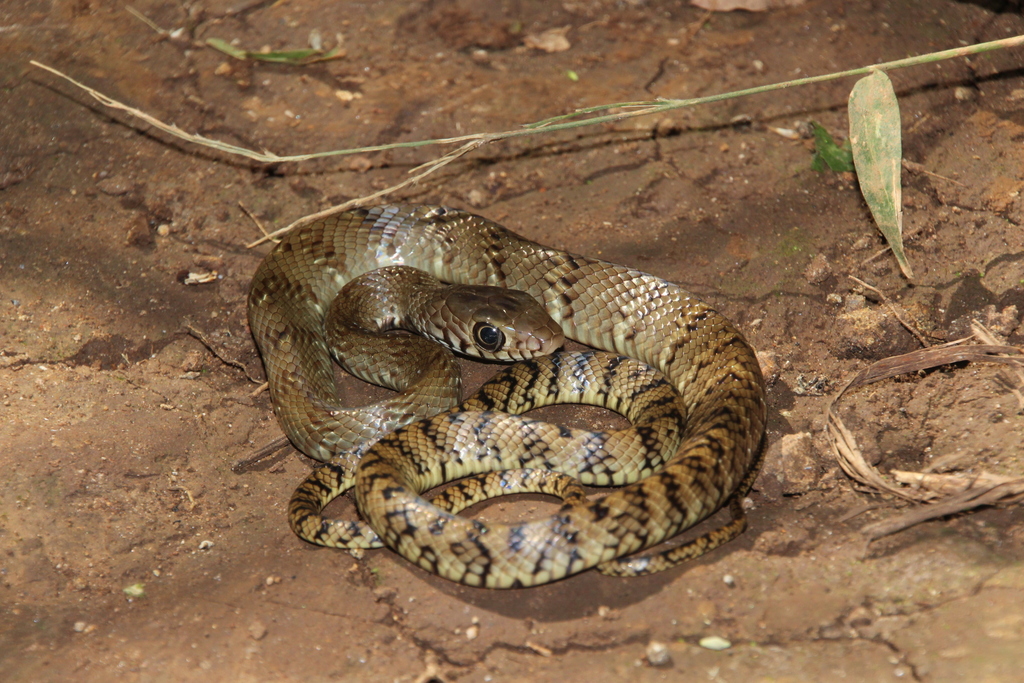 Oriental Rat Snake in May 2019 by ericwachtel · iNaturalist