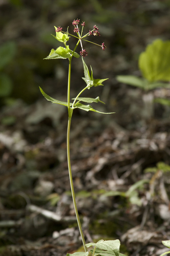 purple meadow-parsnip (Variety Thaspium trifoliatum trifoliatum ...