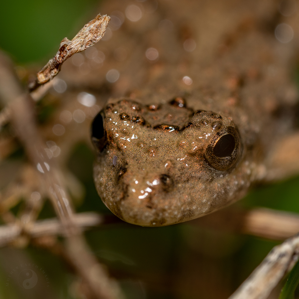 Northern Cricket Frog from Wake County, NC, USA on March 19, 2022 at 08 ...