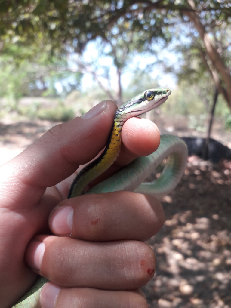 Pacific Coast Parrot Snake from 71810 Sta. Rosa de Lima, Oax., México ...